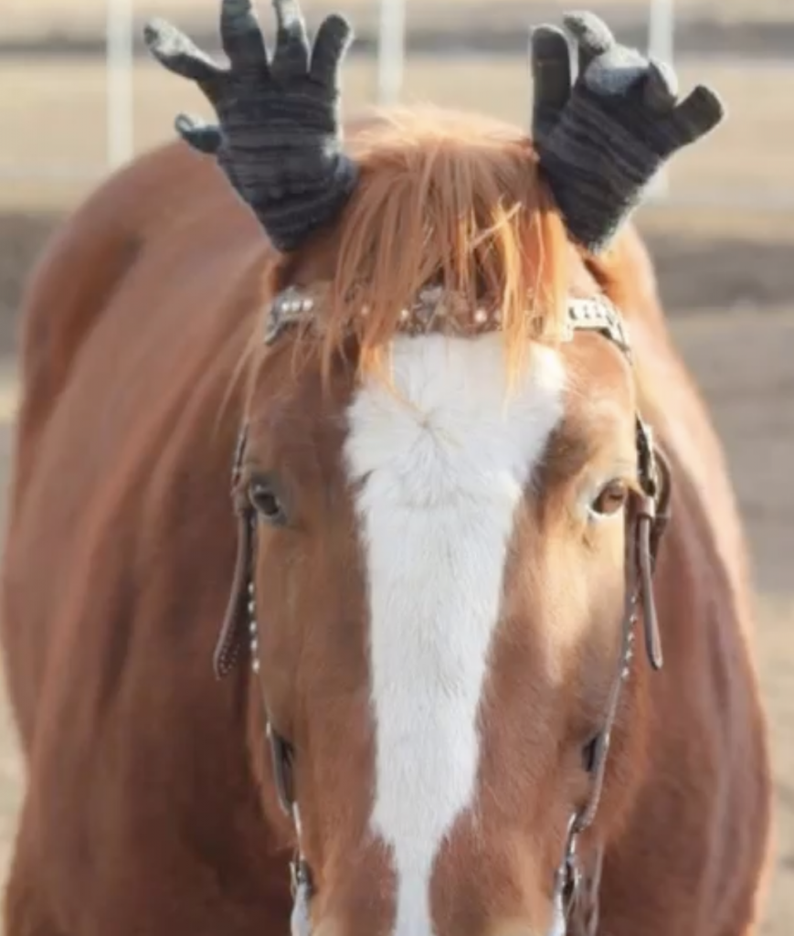 Remembering Breakaway Roper Loni Kay Yates' "Boss"